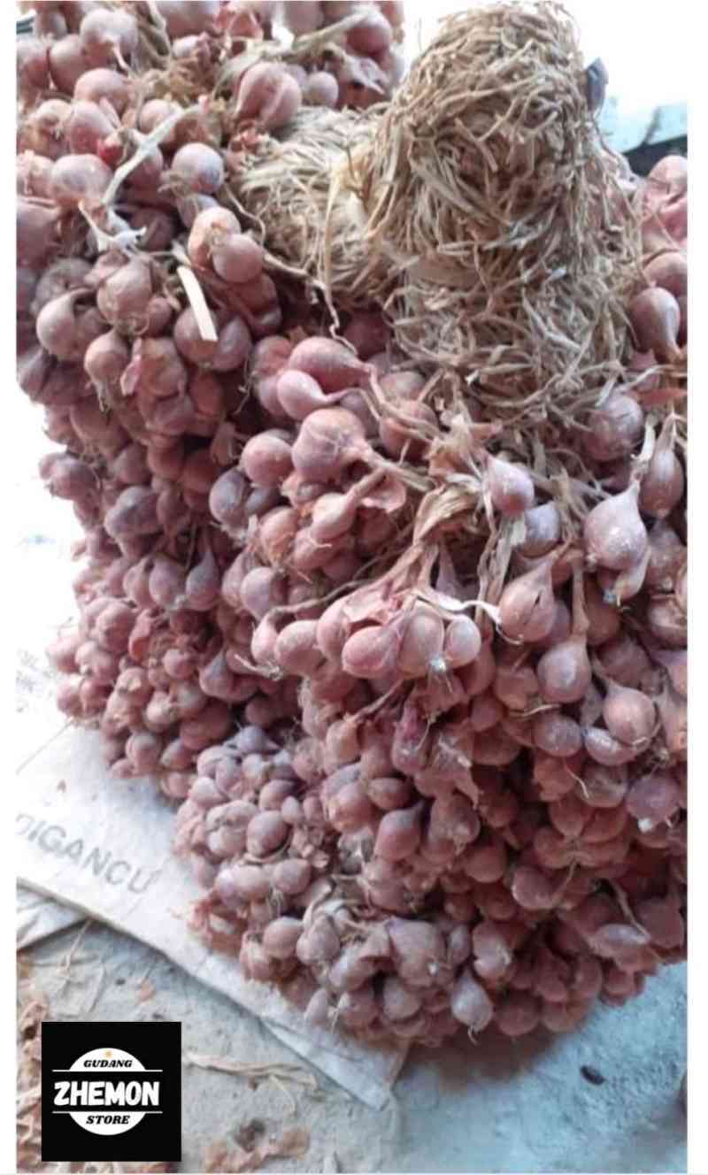 Jual Bibit Bawang Merah Super Varietas Thailand Nganjuk Tajuk 1 Kg Di ...