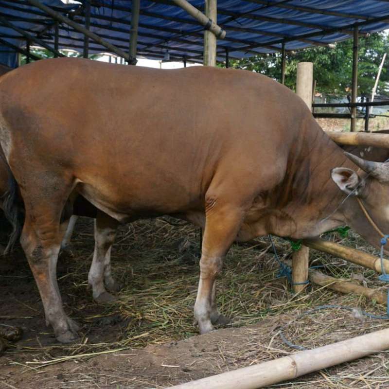 Jual Sapi Qurban Reguler Amanah dan Sesuai Syariah di Seller Mutiara ...