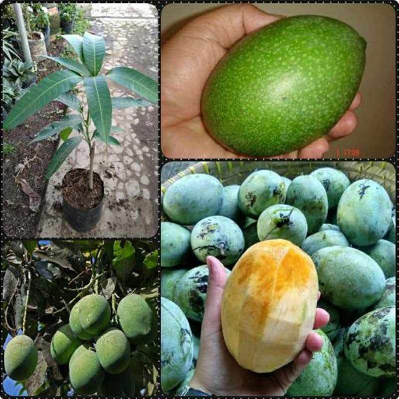 Jual Bibit Tanaman Mangga Lalijiwo Di Seller Kebun Petani Kota ...