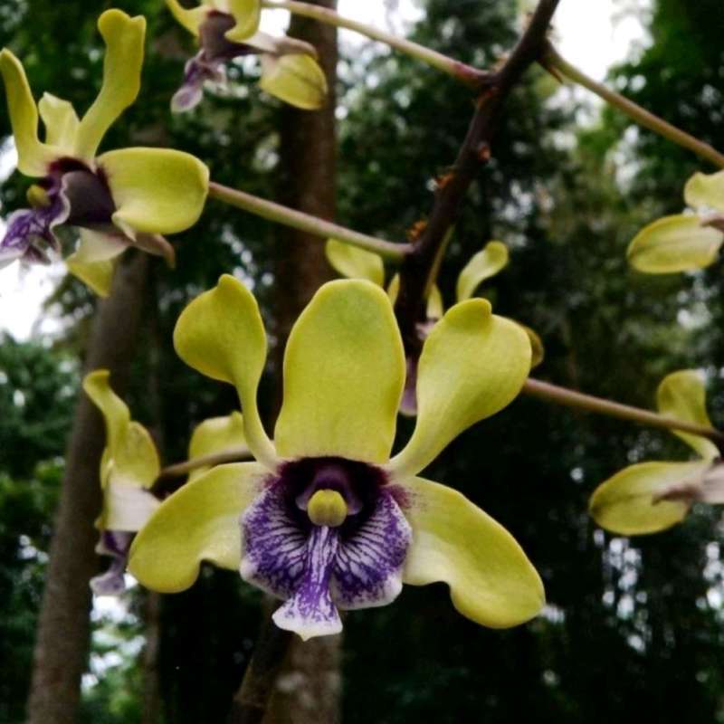 Jual Anggrek besi Papua / dendrobium violaceflaven. Original seedling ...