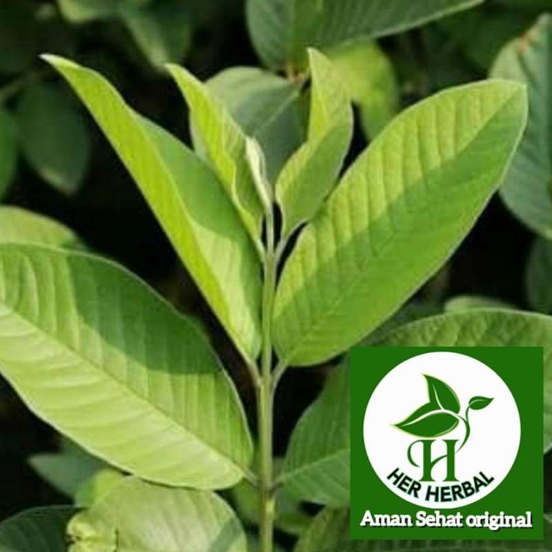 Jual Daun pucuk jambu biji segar fresh petik 500gram di Seller ...