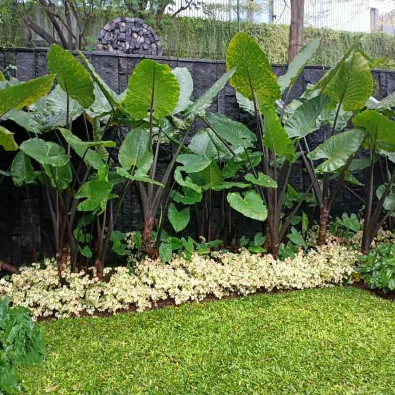 Jual Sente keladi hitam coklat tua tanaman cafe pinggir kolam hotel ...