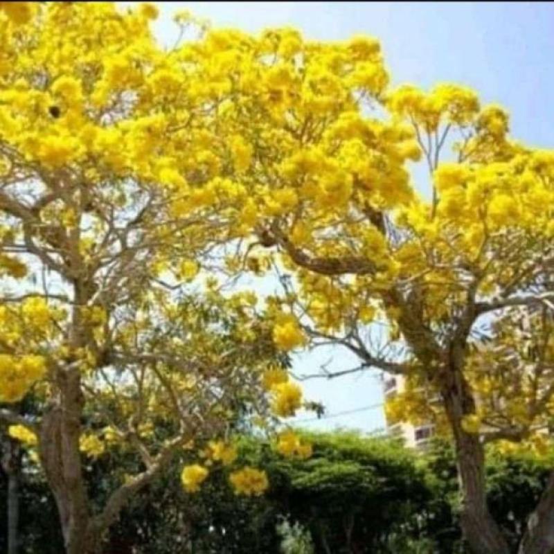 Jual OEM Pohon Bunga Tabebuya Bunga Sakura Warna Kuning [2 m] di Seller ...