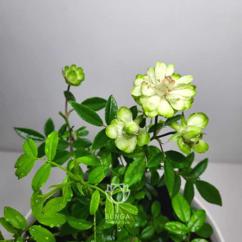 Bunga Mawar Hijau
