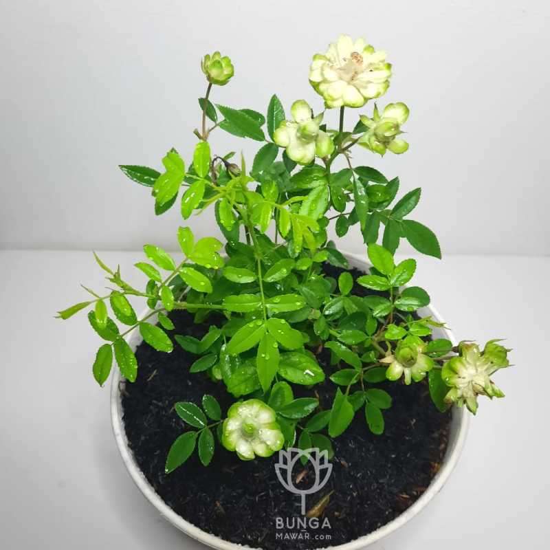 Bunga Mawar Hijau
