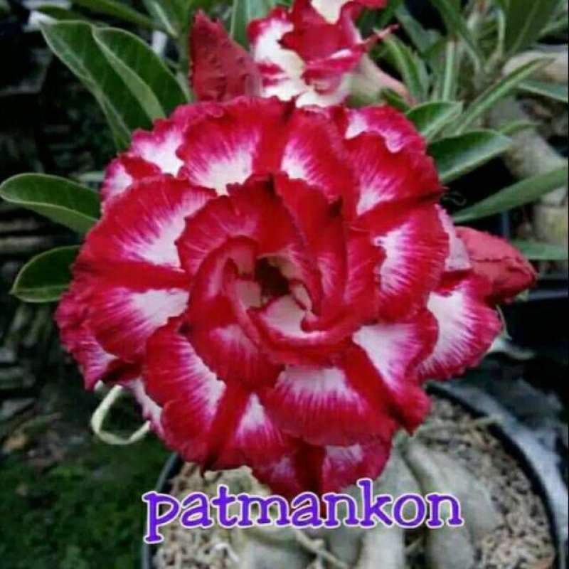 Jual Bibit Bunga Adenium Kamboja Jepang Patmankon di Seller GH | Flora ...
