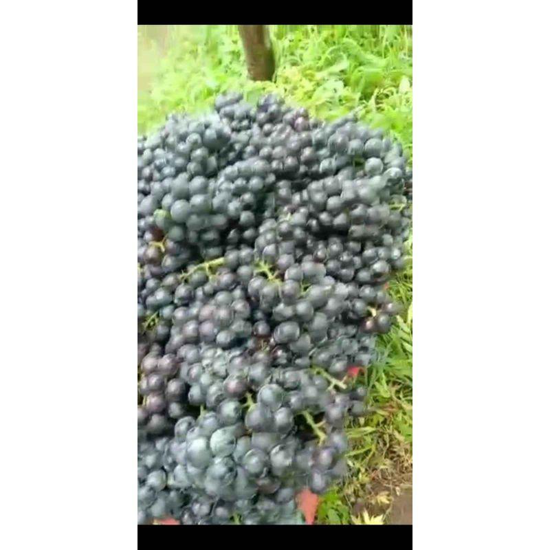 Jual Anggur Hitam Bali di Seller Rakaputra Collection - Cilincing, Kota ...