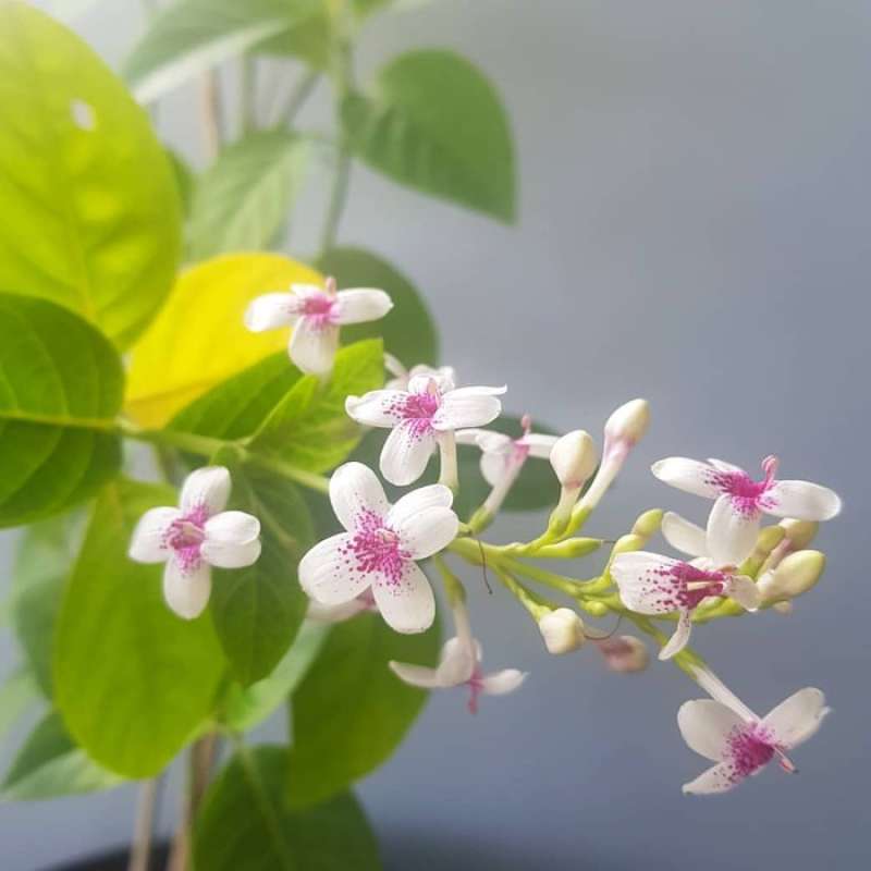 Jual Tanaman Hias Bunga Melati Jepang / Tanaman Melati Jepang / Melati ...