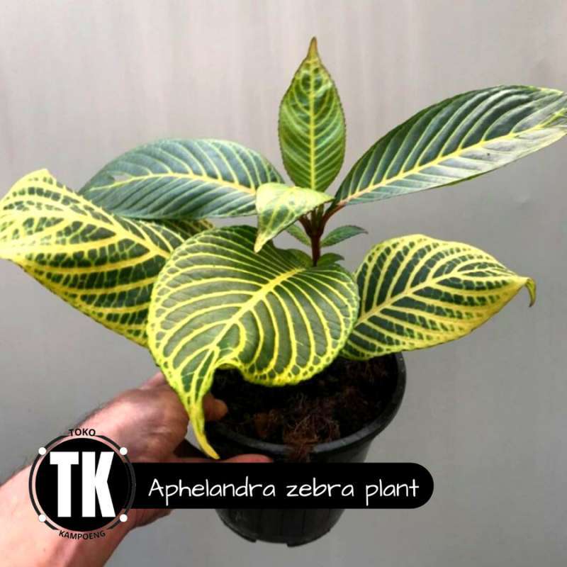 Jual Aphelandra Kuning Zebra Plant - Tanaman Hias Daun Hijau Garis ...