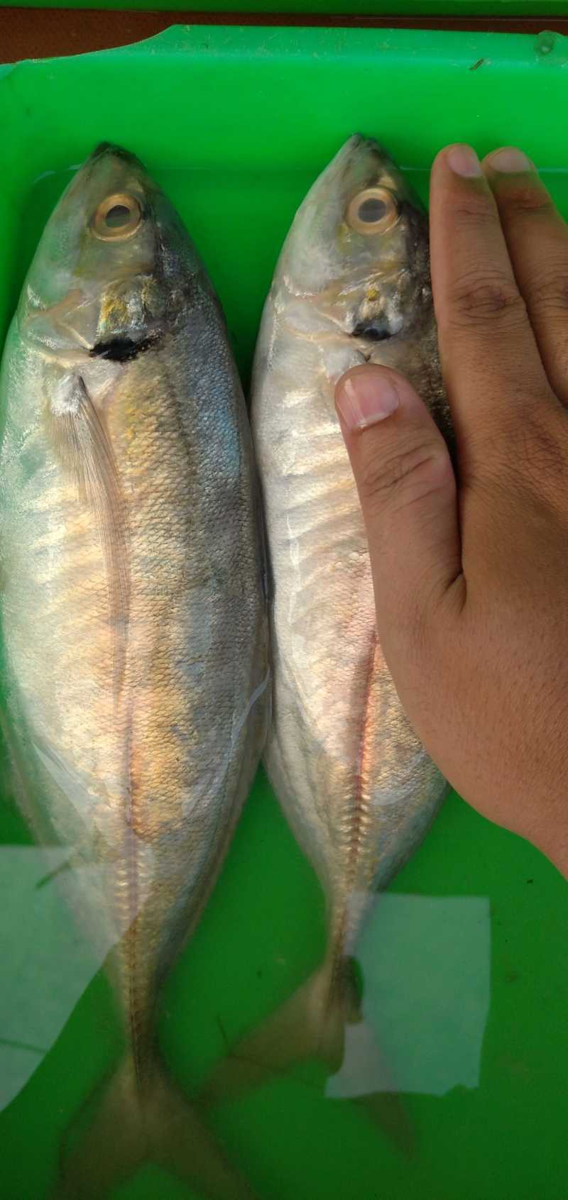 Jual Ikan Kembung Gepeng Segar 1kg di Seller Fixhop - Pengasinan, Kota ...
