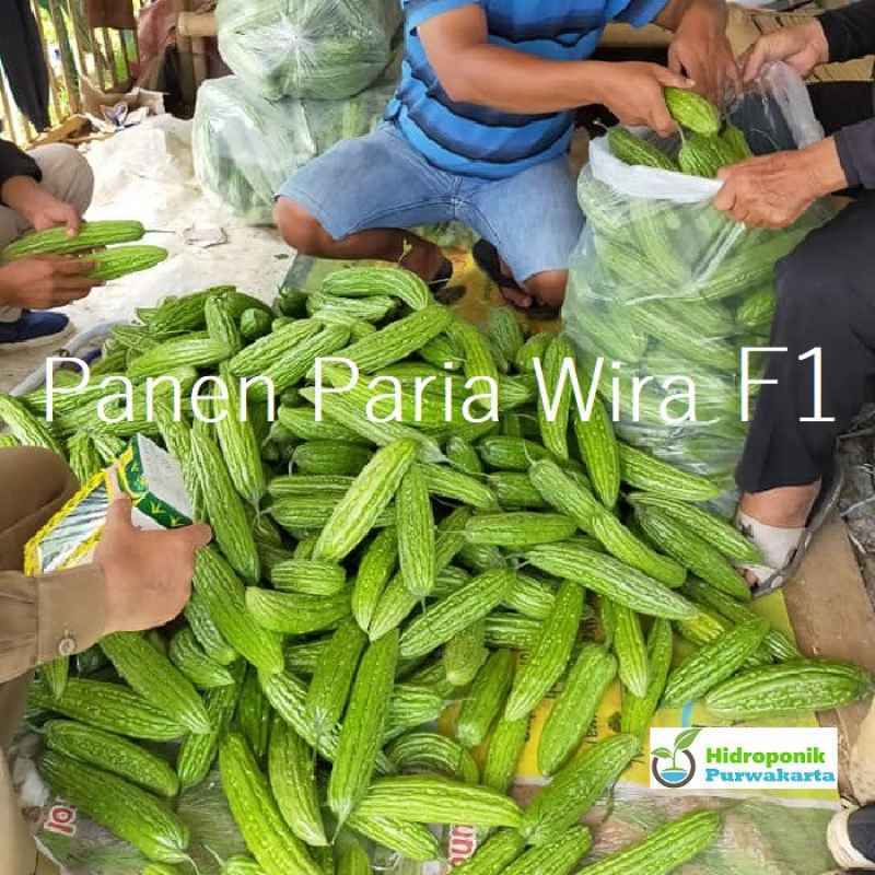 Jual Benih Paria Pare Hijau Wira F1 10 Gram Cap Mutiara Bumi Di Seller ...