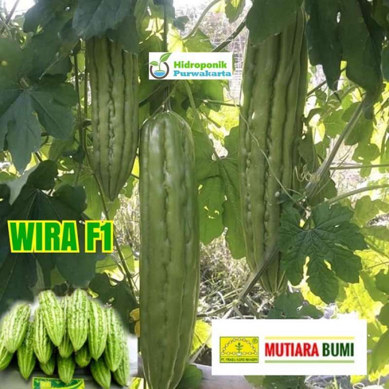 Jual Benih Paria Pare Hijau Wira F1 10 Gram Cap Mutiara Bumi Di Seller ...
