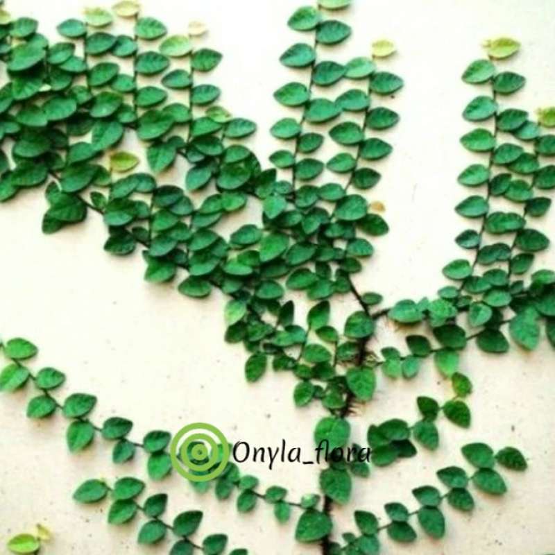 Jual Tanaman Rambat Dinding Dolar Original Murah - Harga Diskon Juli ...