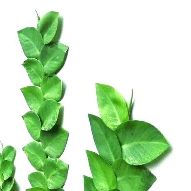 Rekomendasi Tanaman Hias yang Cocok Untuk Teras Sempit - Blibli Friends