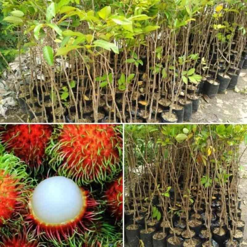 Jual Bibit Tanaman Rambutan Binjai Okulasi wuggko 9077ku di Seller ...