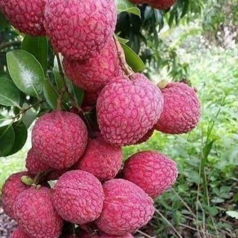 Bibit Pohon Buah Leci