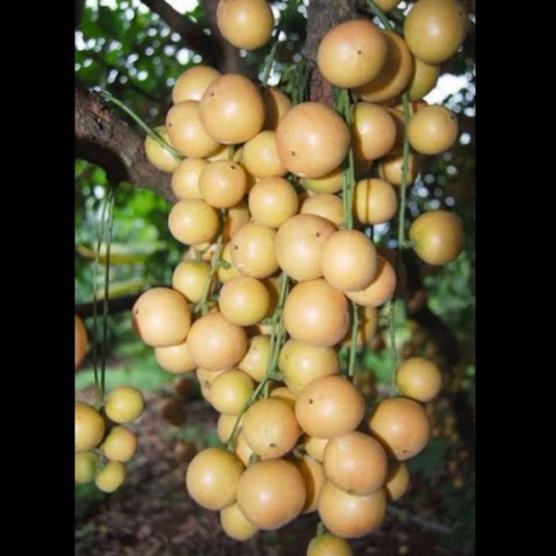 Jual Bibit Tanaman Pohon Buah Menteng Kepundung Bibit Menteng Buah ...