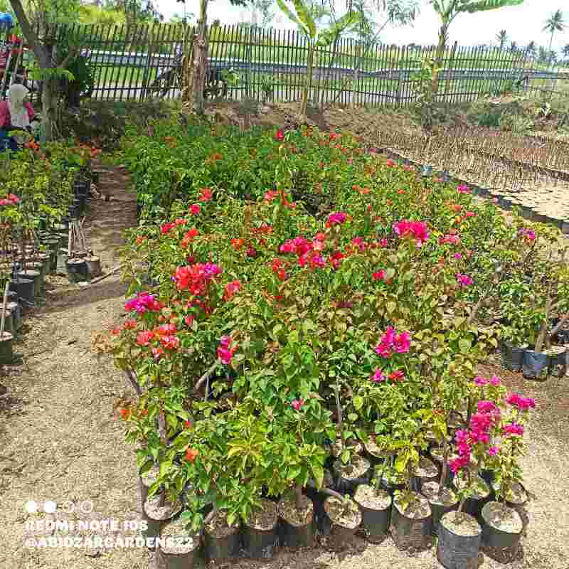 Jual Tanaman Bugemvile Merah Fanta Bunga Bugenvile Merah Fanta Di