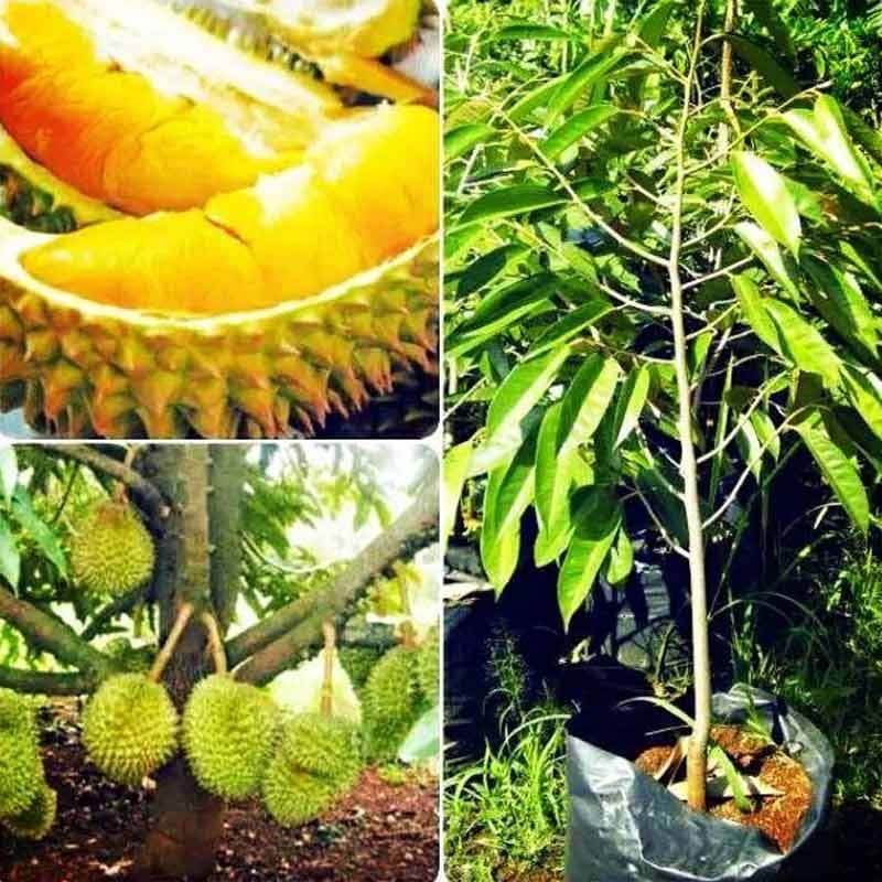 Bibit Durian Musang King