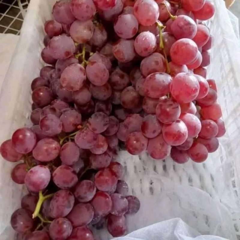 Buah Anggur Merah