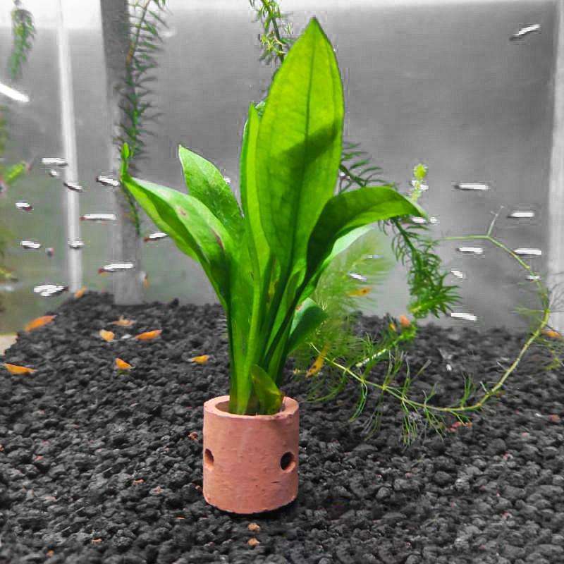 Jual Amazon Sword Tanaman Air / Tanaman Aquascape di Seller Cupang ...