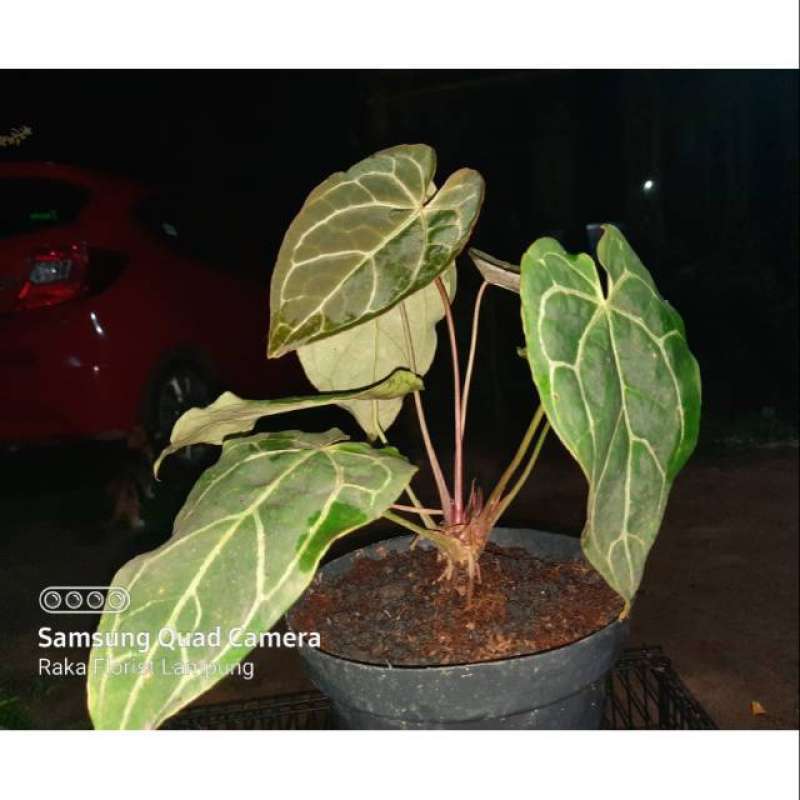 Jual Tanaman Hias Kuping Gajah Anthurium Crystallinum di Seller Raka ...