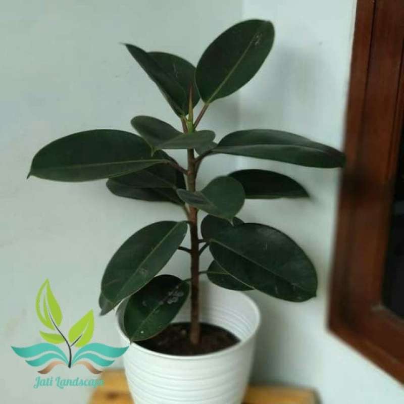 Jual tanaman karet kebo kerbau ficus elastica herbal obat struk di Seller Jati Landscape - Kab ...