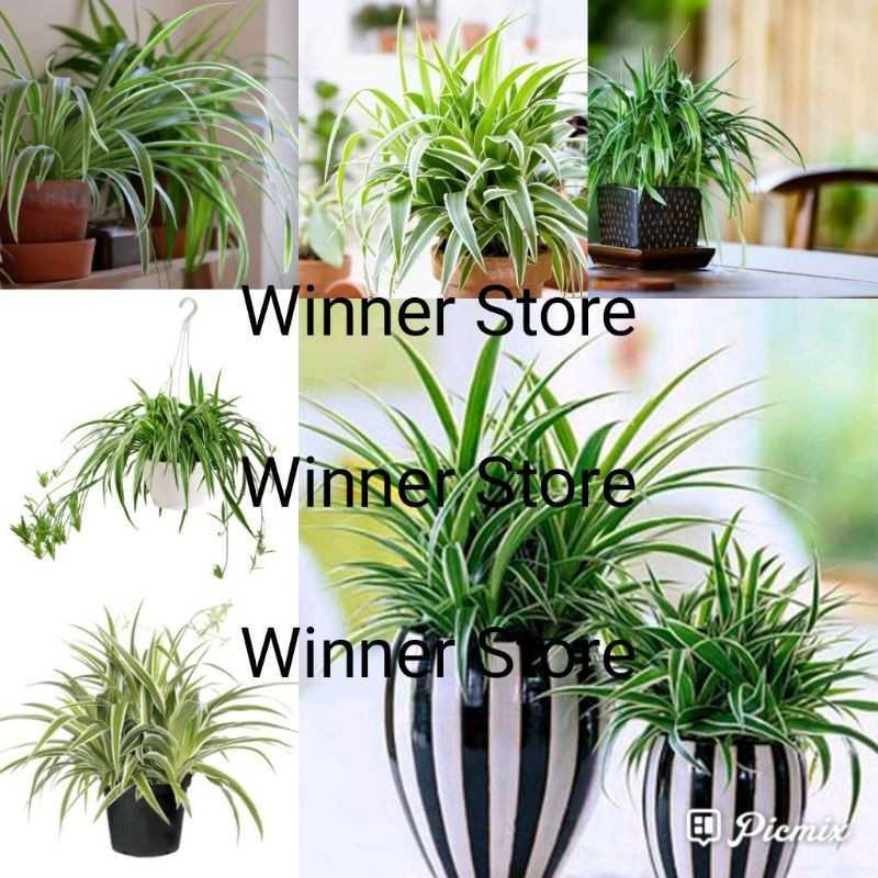 Jual 5 tangkai chlorophytum comosum white green lily lilies paris ...