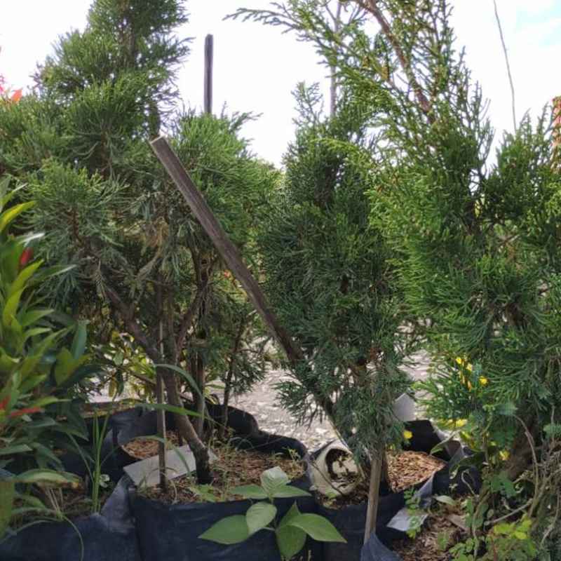 Jual Cemara Papua Bahan bonsai di Seller Mari Berkebun - Sisir, Kota ...