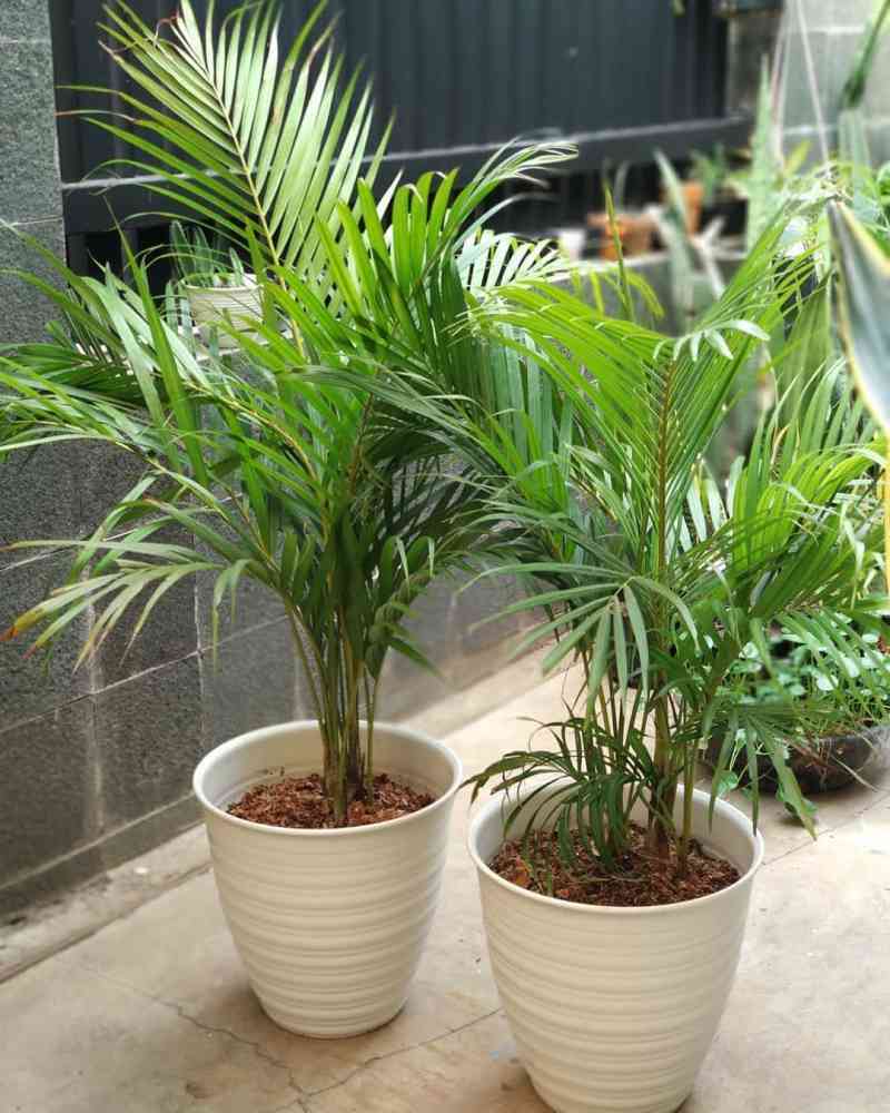 Hibiscus Palm Lengkap Harga Terbaru April 2024 | Blibli