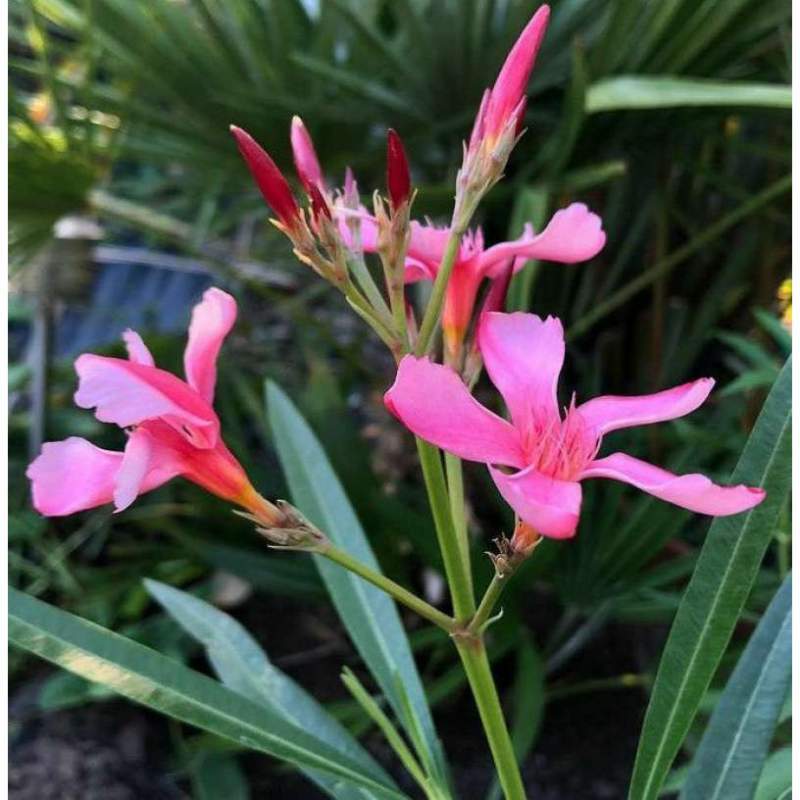 Promo Bunga Nerium Oleander Diskon 18% Di Seller Nashandra Florist ...