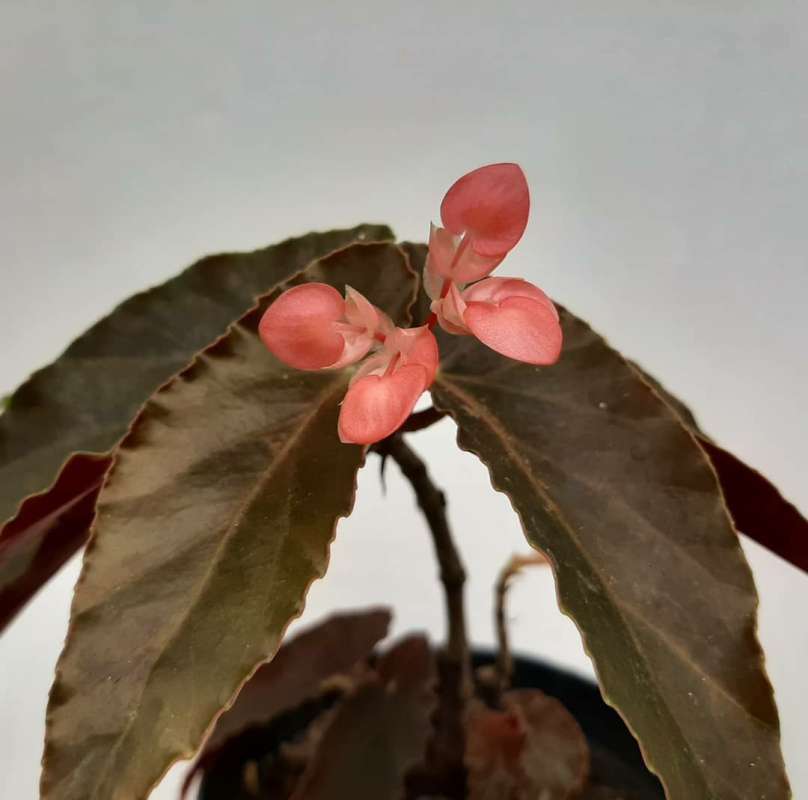Jual Bunga Begonia Original Murah - Harga Diskon April 2024 | Blibli.com