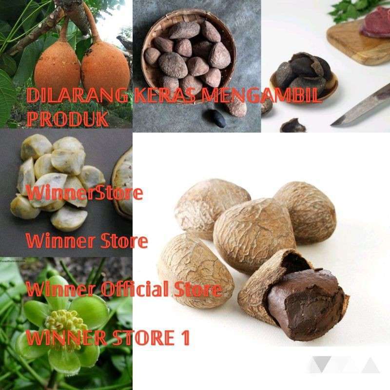 Jual 250 gr poison pangium edule pamarrasan pucung kluwak kluwek picung ...