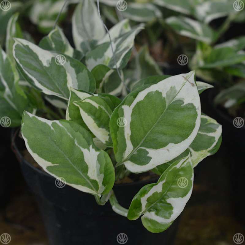 Promo Tanaman Sirih Belanda Blaster Diskon 32% di Seller tokobibitid ...