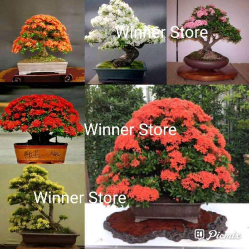 Jual 1 Biji Boyu Bukit Bunga Jarung Siantan Jarum Jarum Jejarum Pokok ...