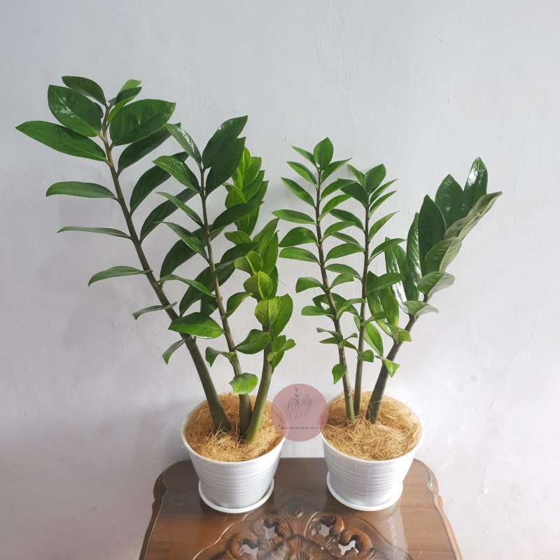 Jual Tanaman Dolar Zz plant Zamiaculcas zamiifolia di pot - Size Besar ...