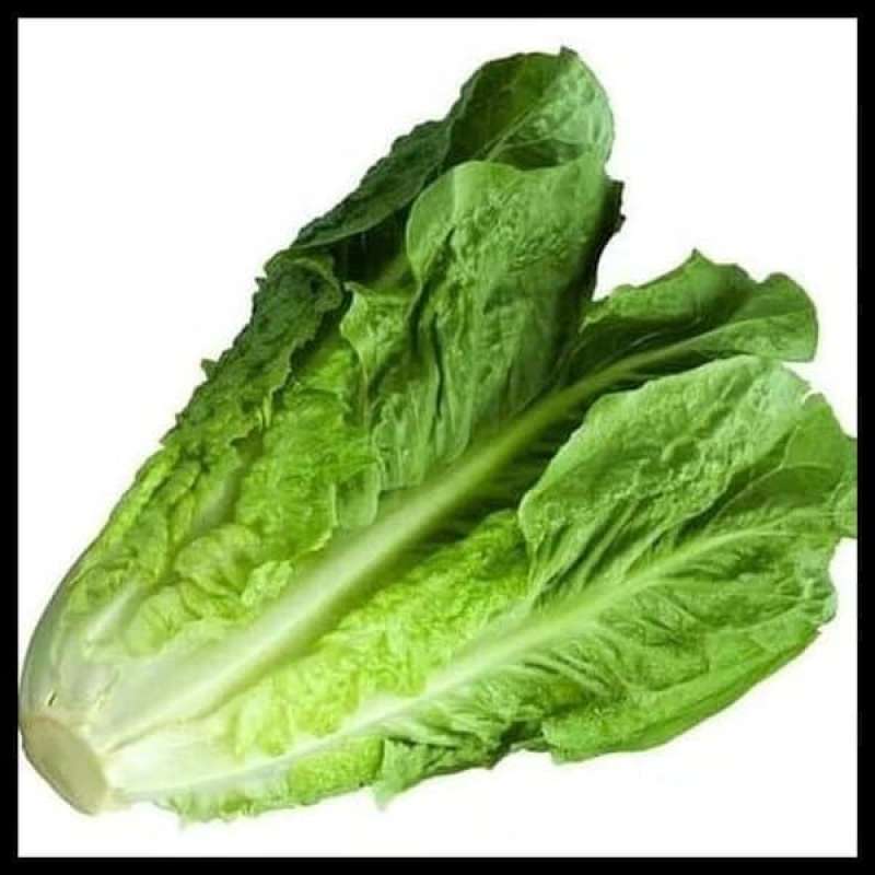 Jual Lettuce Romaine 500 Gr Termurah - Harga Grosir Terupdate Hari Ini | Blibli