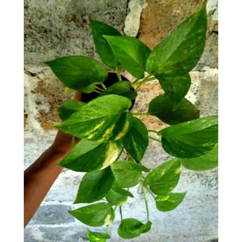 Jual Tanaman Hias Rambat Sirih Gading Hijau - Tanaman Rambat Di Seller ...