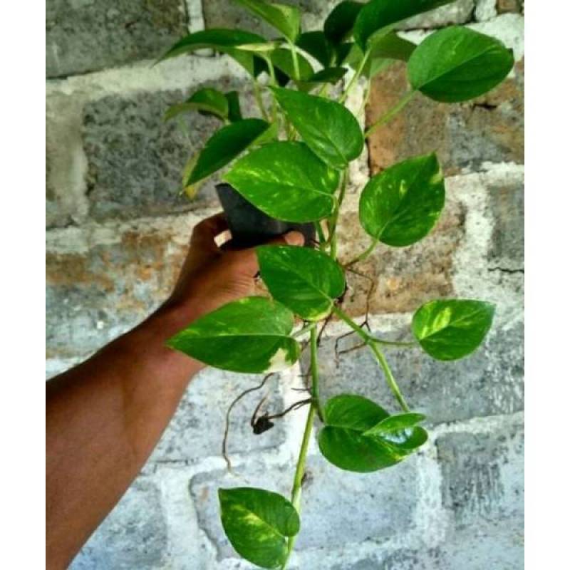 Jual Tanaman Hias Rambat Sirih Gading Hijau - Tanaman Rambat Di Seller ...