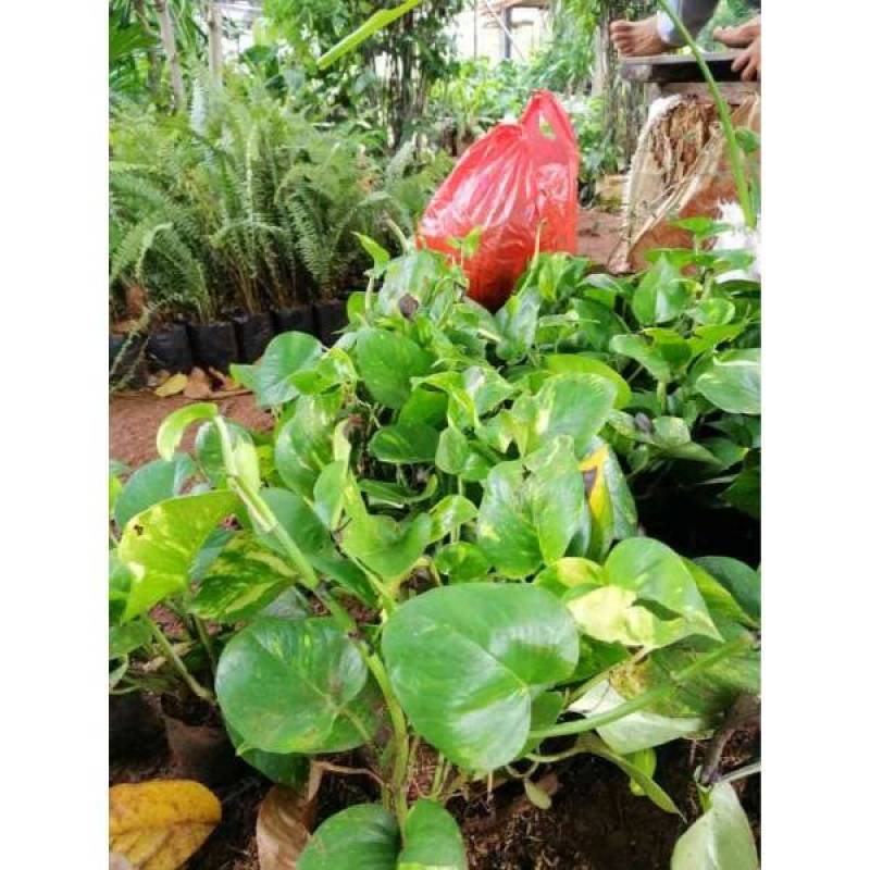Jual Tanaman Hias Rambat Sirih Gading Hijau - Tanaman Rambat Di Seller ...