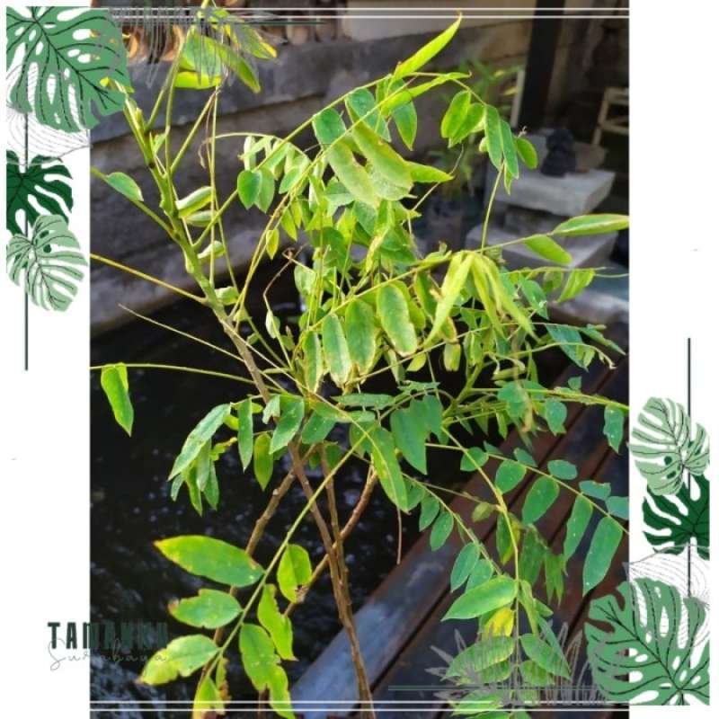 Jual Bibit Pohon Belimbing Wuluh - Tanaman Buah Blimbing Wulu Sayur ...