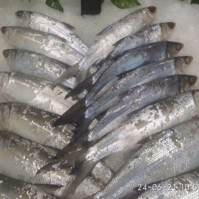 Jual IKAN BANDENG SEGAR DAN FRESH - 1000g di Seller Sayuran fresh segar ...