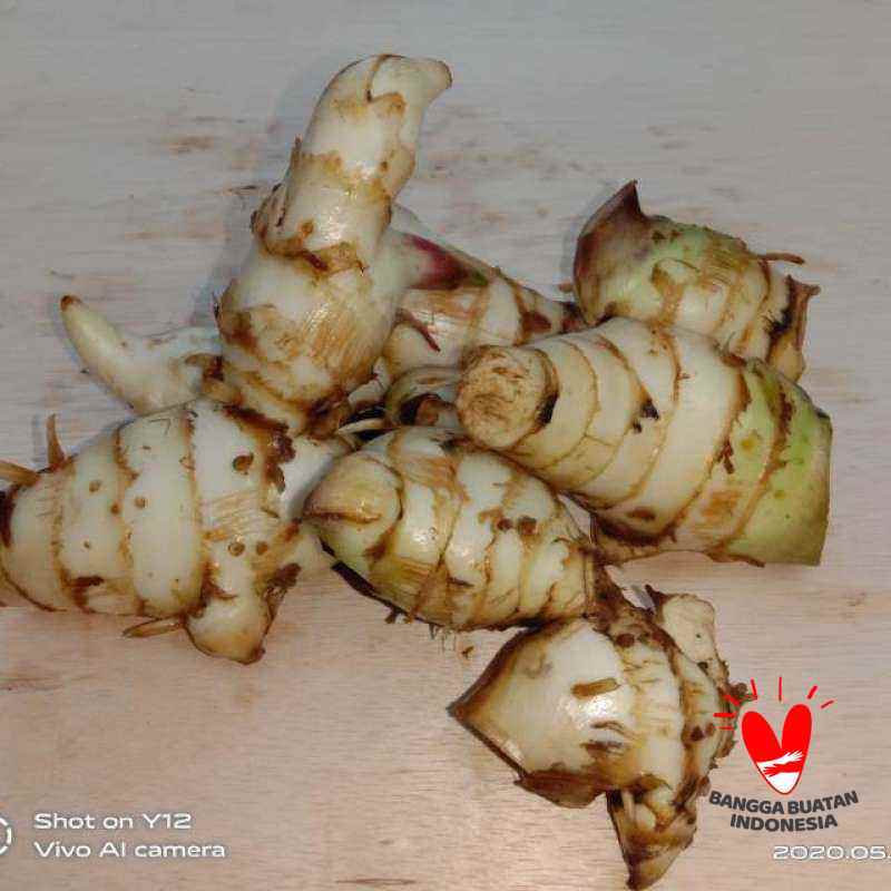 Promo Umbi Ganyong Putih Muria Fresh Organik 500 Gram Diskon 68% Di ...