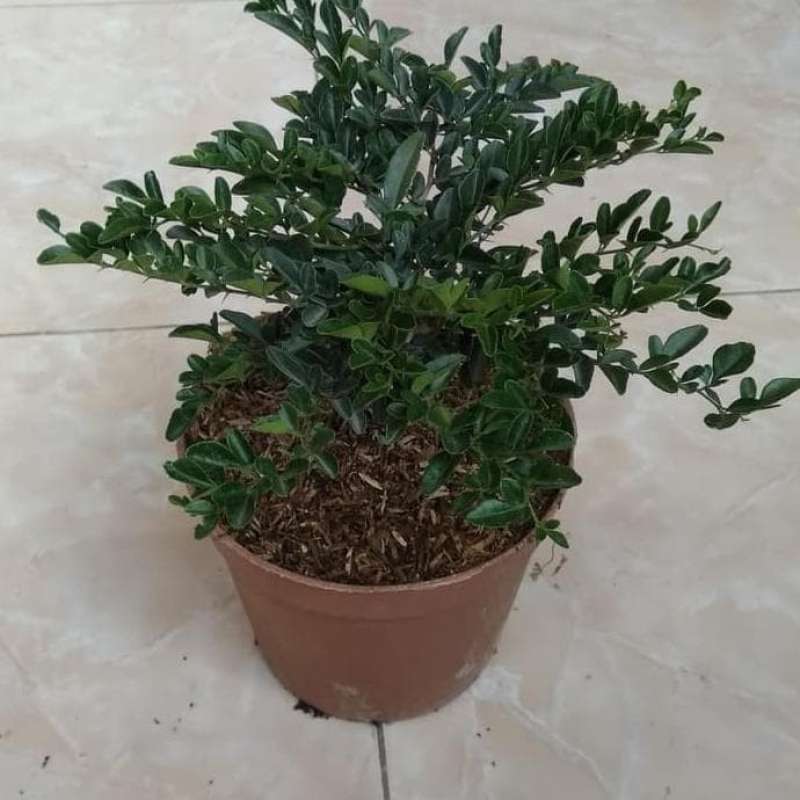 Jual Pky Bibit Tanaman Buah Jeruk Kingkit di Seller griya bibit3 ...