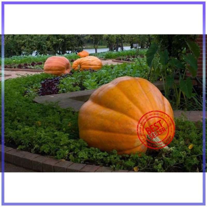 Jual Bibit Tanaman Buah Labu Raksasa True Giant Pumpkin Benih Bibit ...