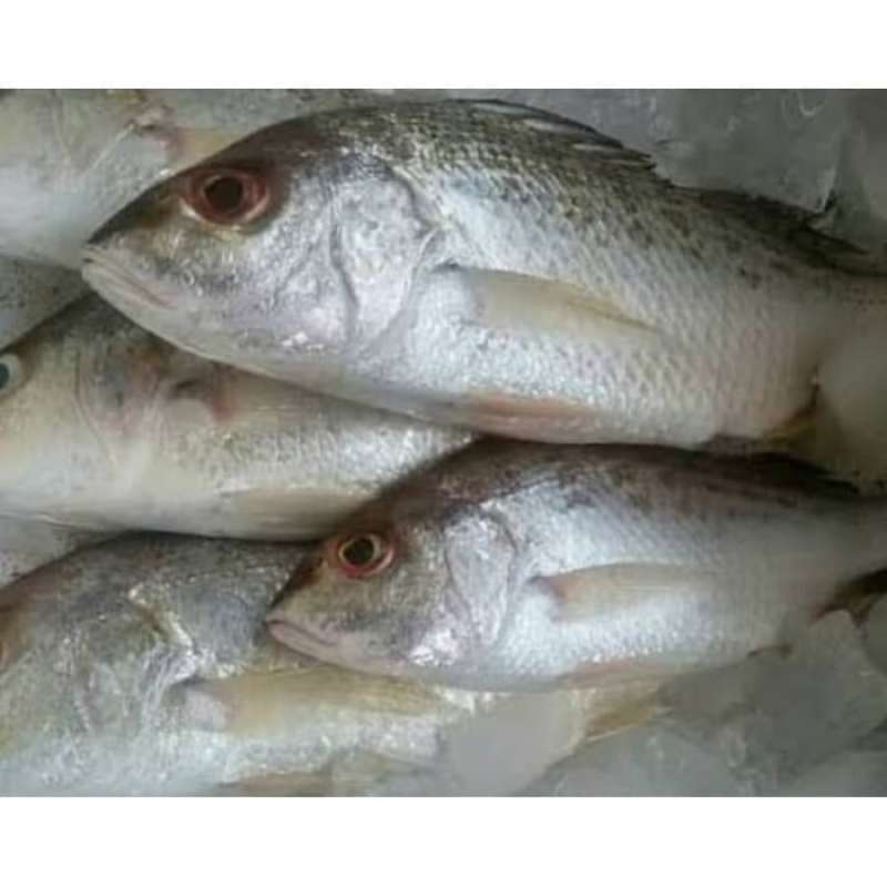 Jual Ikan Kakap Putih Fresh 300gr-400gr (per Ekor) Halal Di Seller ...