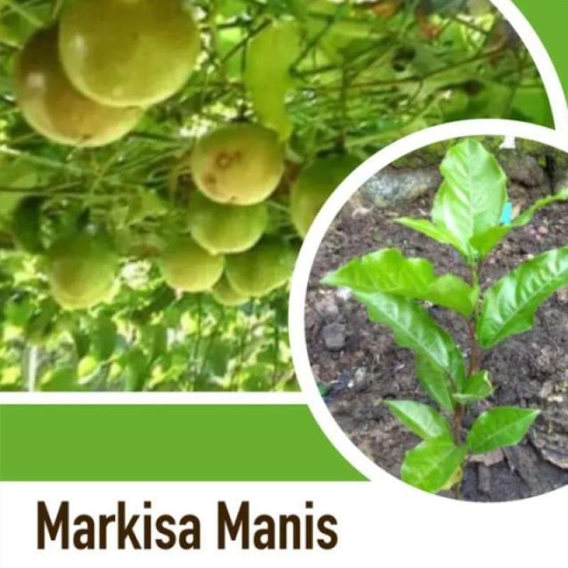 Jual Bibit Unggul Tanaman Buah Markisa Manis Di Seller Bibit Riang ...
