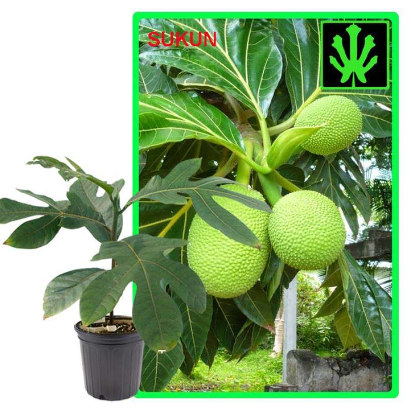 Jual Tanaman Buah Sukun - Tinggi 50cm di Seller assyifa agro tanaman ...
