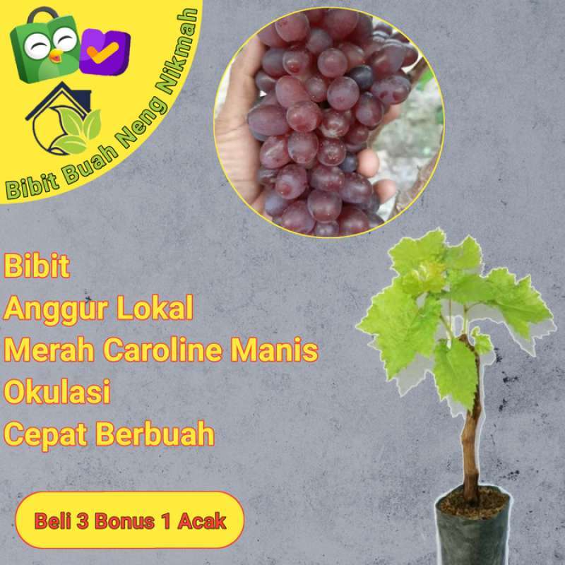 Jual Bibit Tanaman Buah Anggur Lokal Merah Caroline Manis (cepat ...
