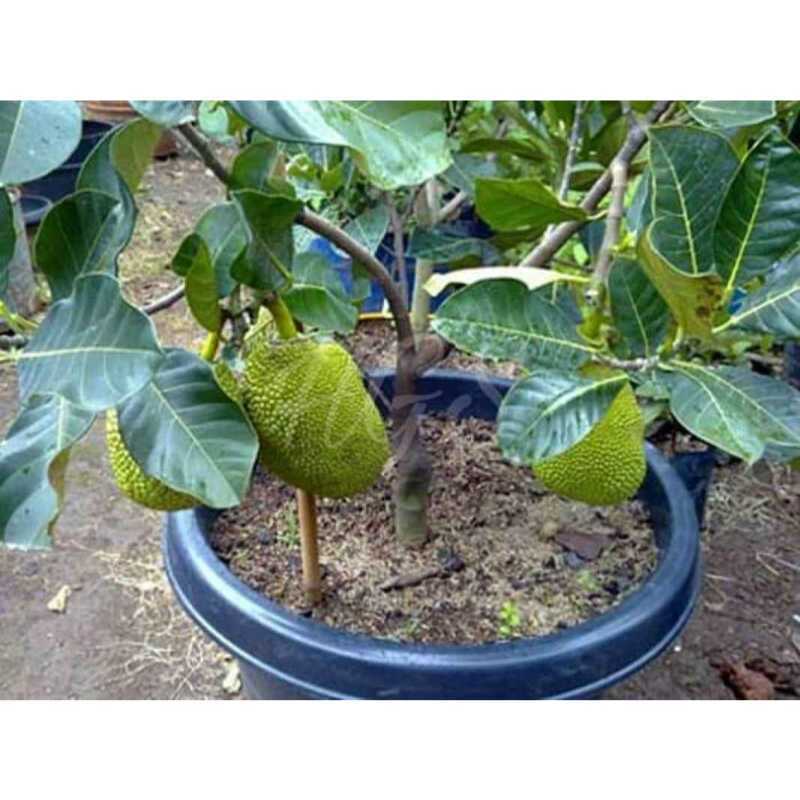 Jual Bibit Tanaman Buah Nangka Mini Dwarf Jackfruit di Seller raja ...